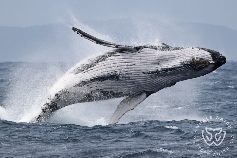 Why Do Whales Breach? 5 Possible Reasons | Whale Watch Western Australia