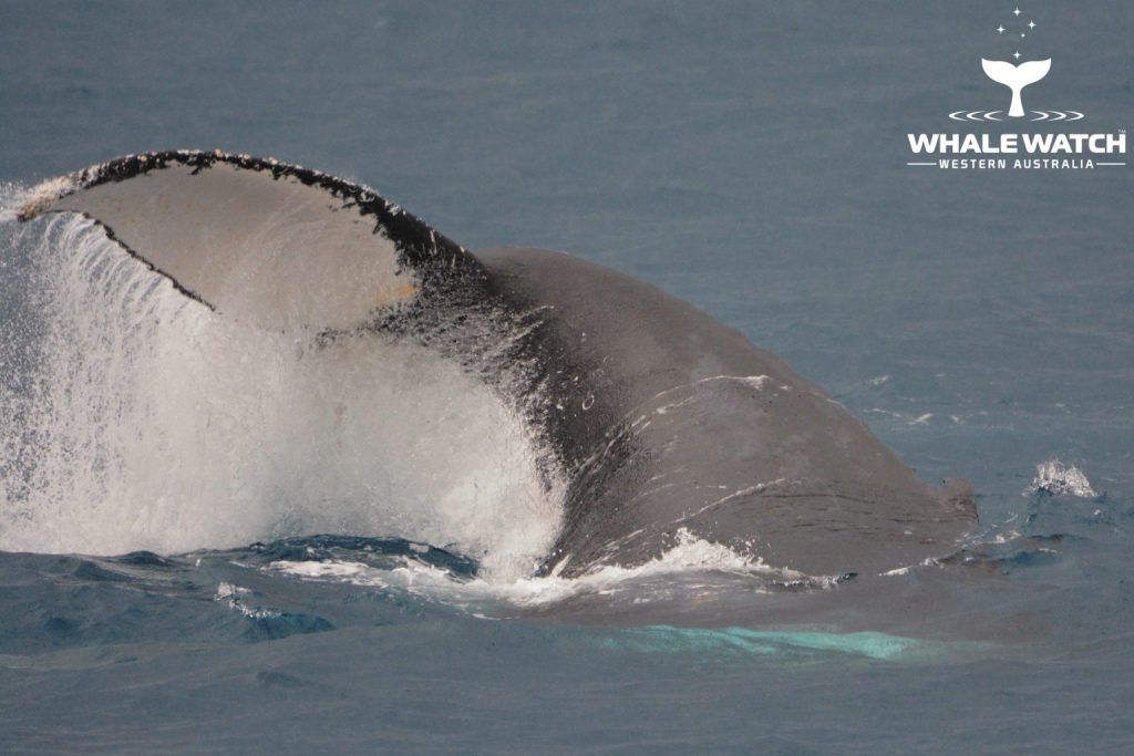 Humpback Whales in the Perth Rain | Whale Watch Western Australia