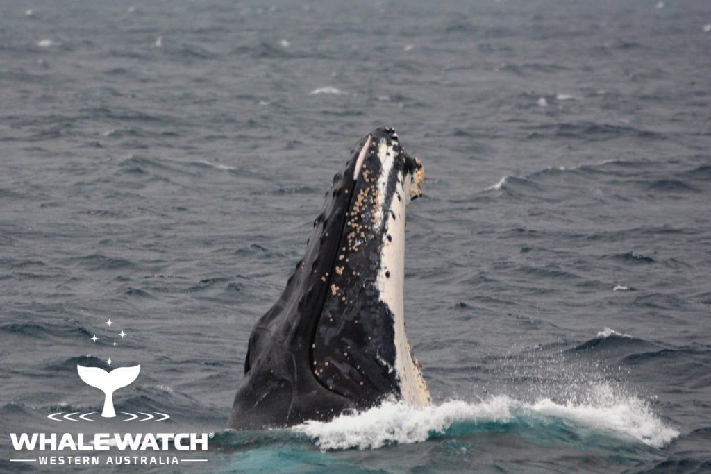 Winter Whale Watching Augusta | Whale Watch Western Australia