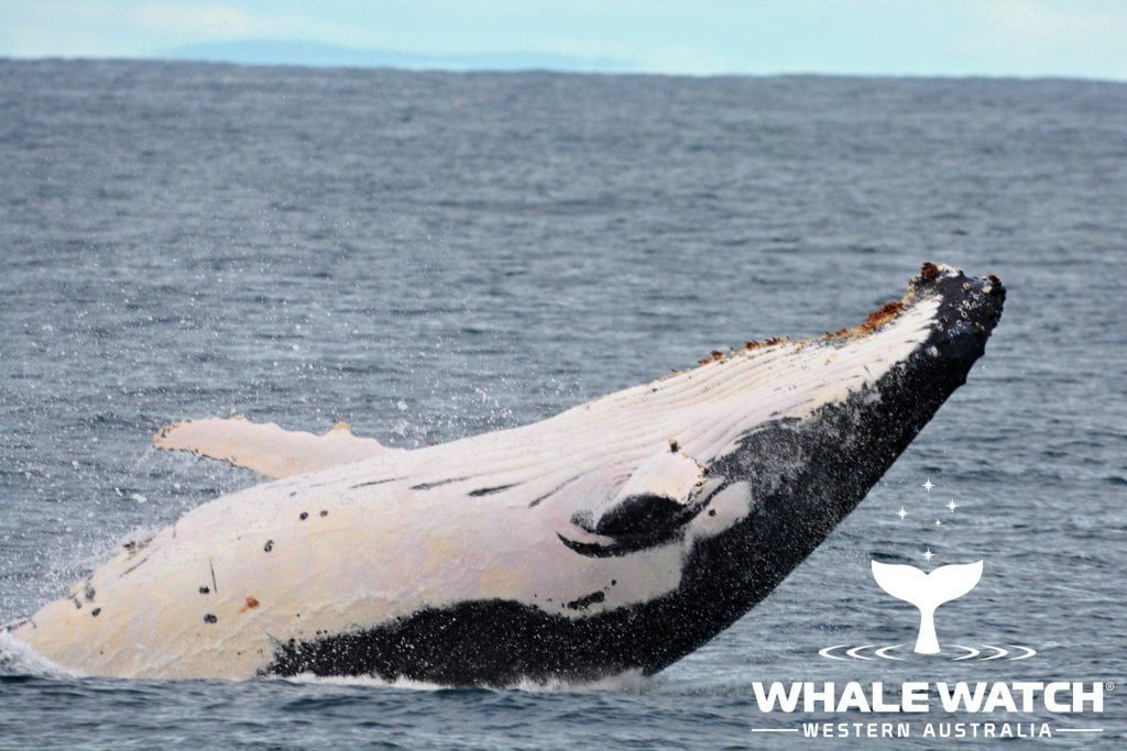 Whale Watch WA - The Legend Grows | Whale Watch Western Australia