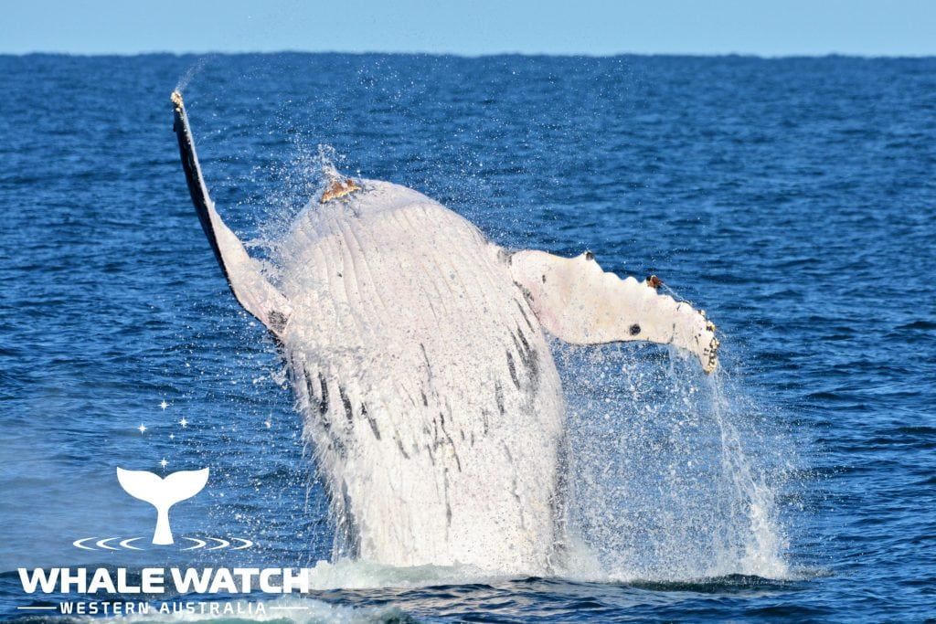Whale Watch in Western Australia | Whale Watch Western Australia