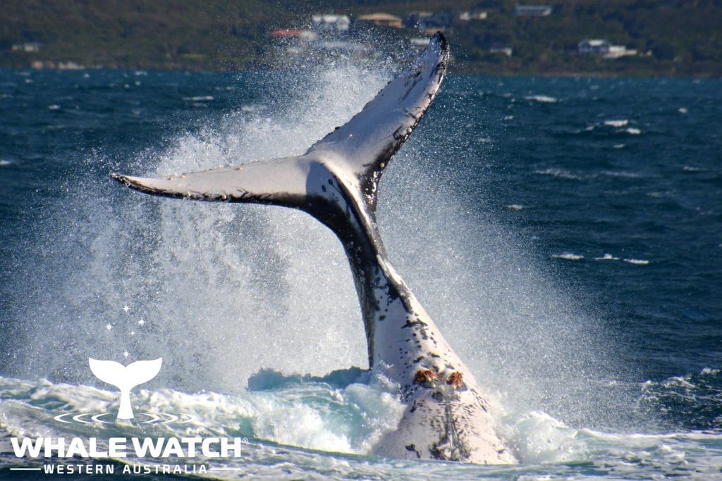 See the Wonders with Whale Watch WA | Whale Watch Western Australia