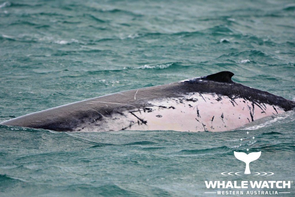 Why Do Humpbacks Have Scarring? | Whale Watch Western Australia