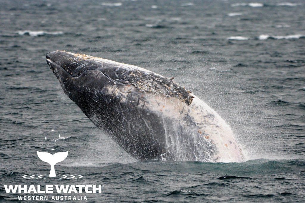 Sally the Wonderous Whale | Whale Watch Western Australia