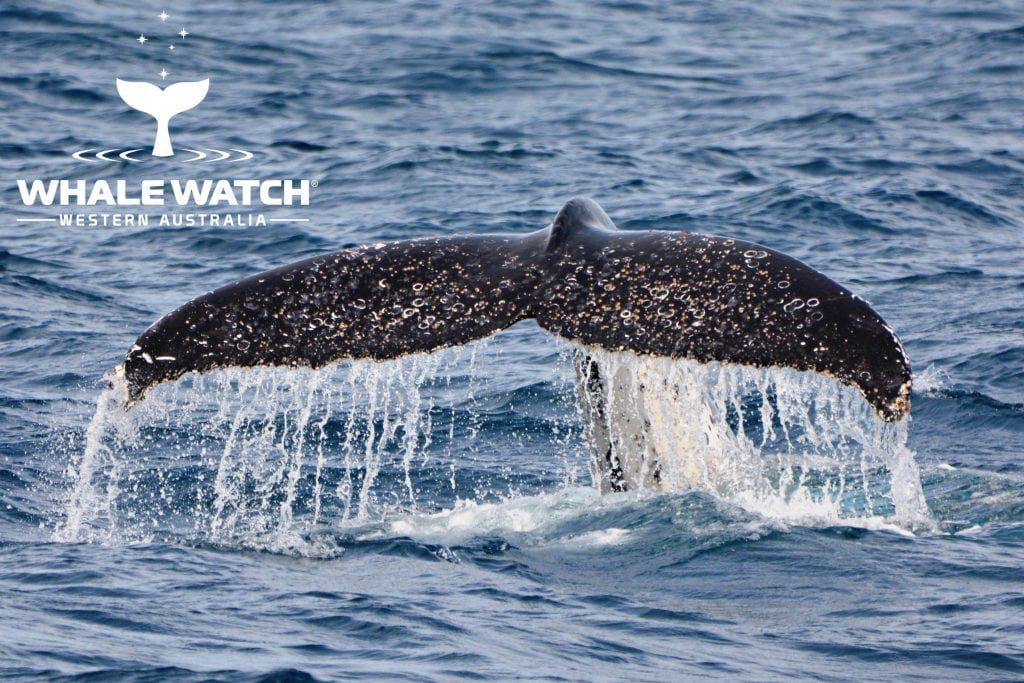 The Fascinating Humpback Whale Barnacle | Whale Watch Western Australia