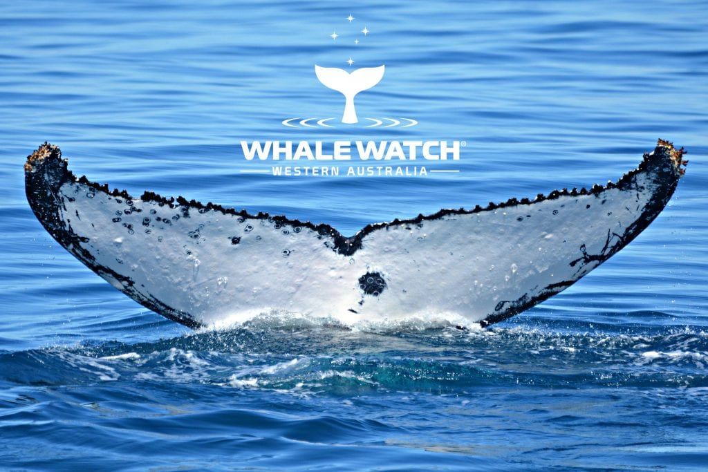 Whales off Rotto | Whale Watch Western Australia