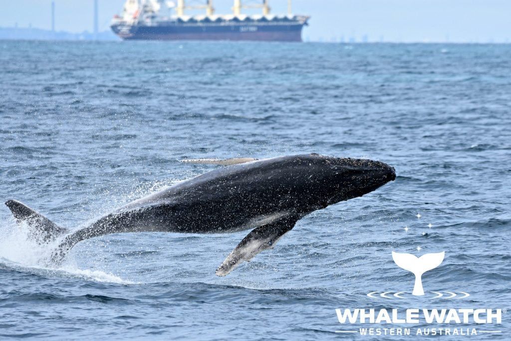 Perth's Best Whale Watching | Whale Watch Western Australia