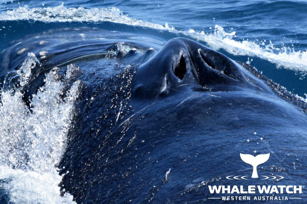 The Cetacean Blowhole | Whale Nostrils | Whale Watch Western Australia