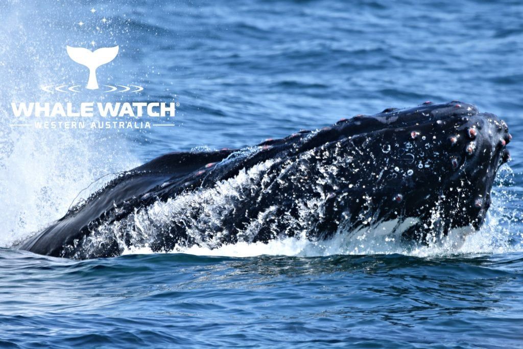 Whale Watch Competition Pod off Rottnest | Whale Watch Western Australia