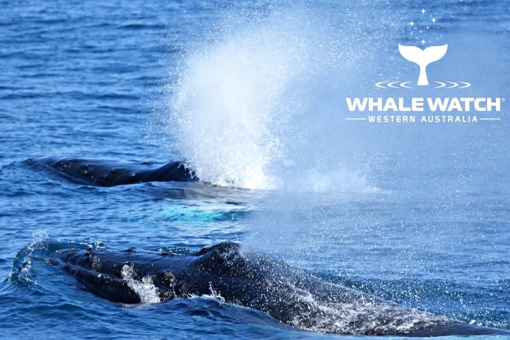 Fremantle's Best Whale Watching - 27 Whale Competition Pod | Whale ...