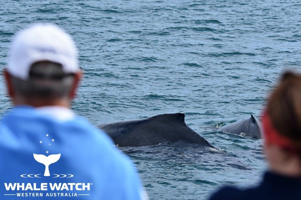Responsible Whale Watching | Whale Watch Western Australia