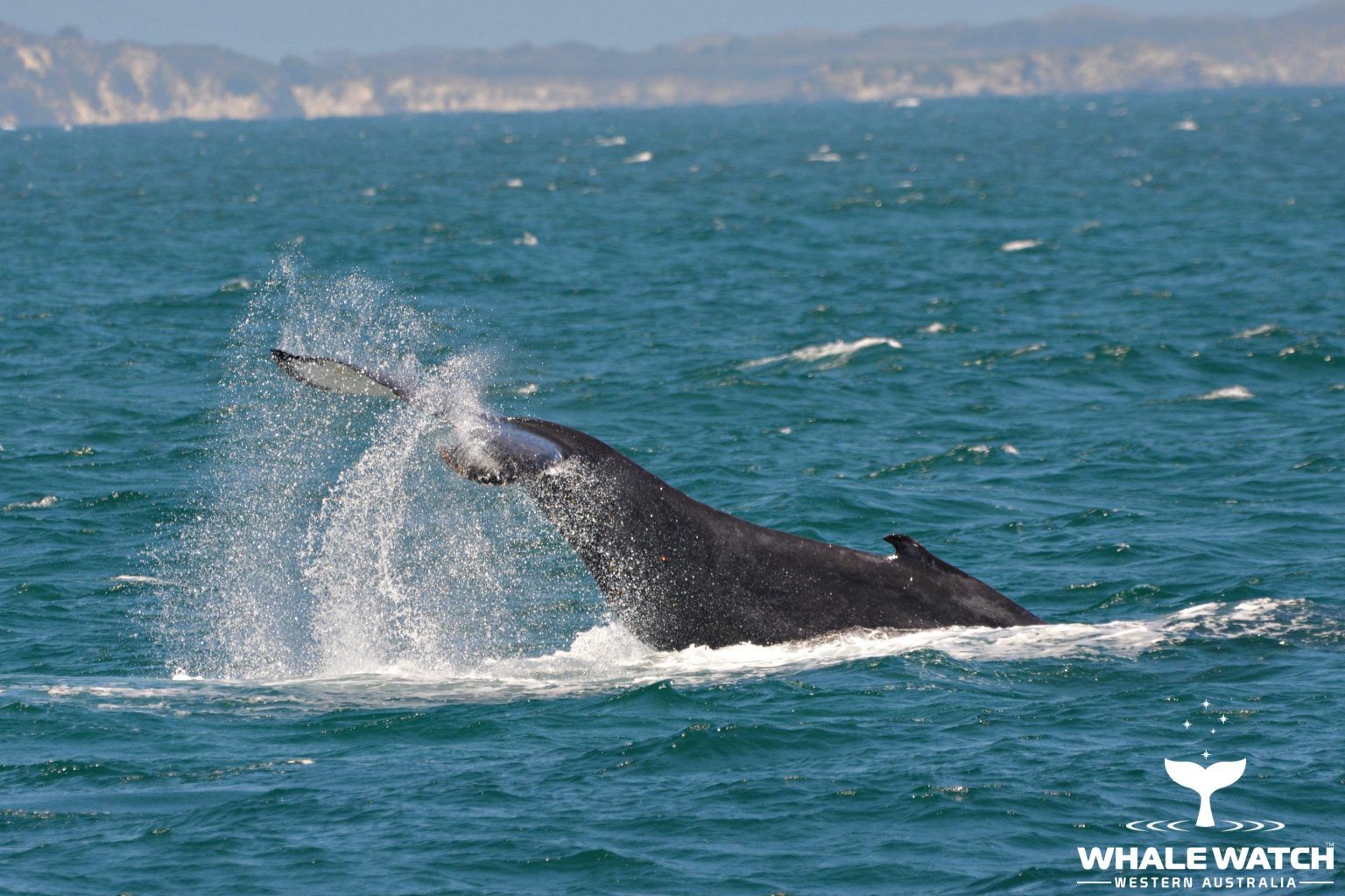 Western Australia Whales in the Sound Footprint | Whale Watch Western ...