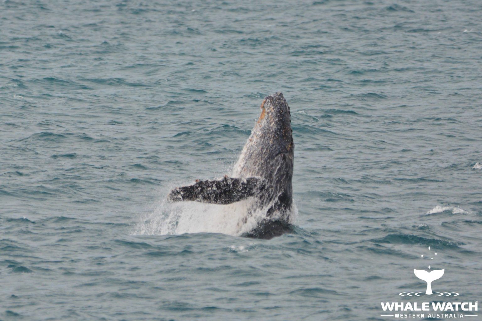 Best Time to See Humpback Calves in Perth | Whale Watch Western Australia
