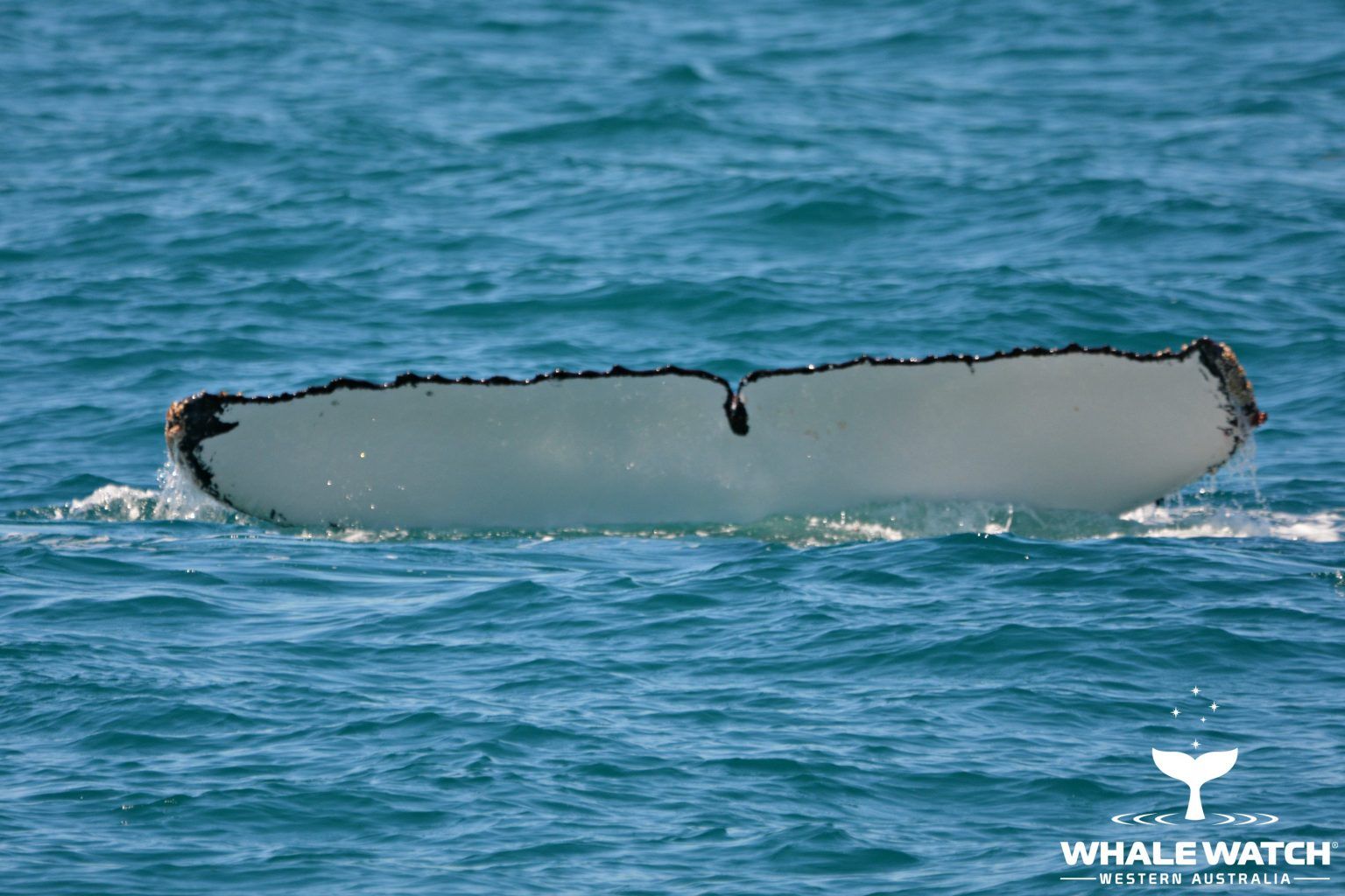 Ta Ta Tail for Season 2017 | Whale Watch Western Australia