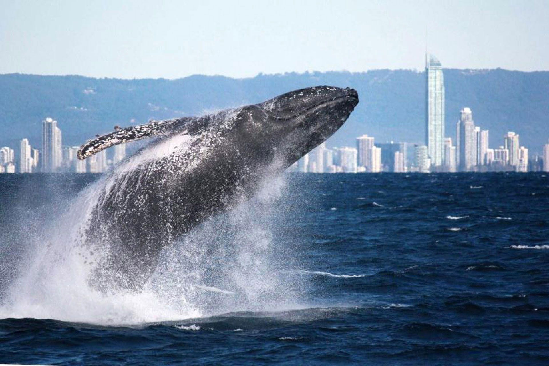 Whale Watching In Queensland | Whale Watch Queensland