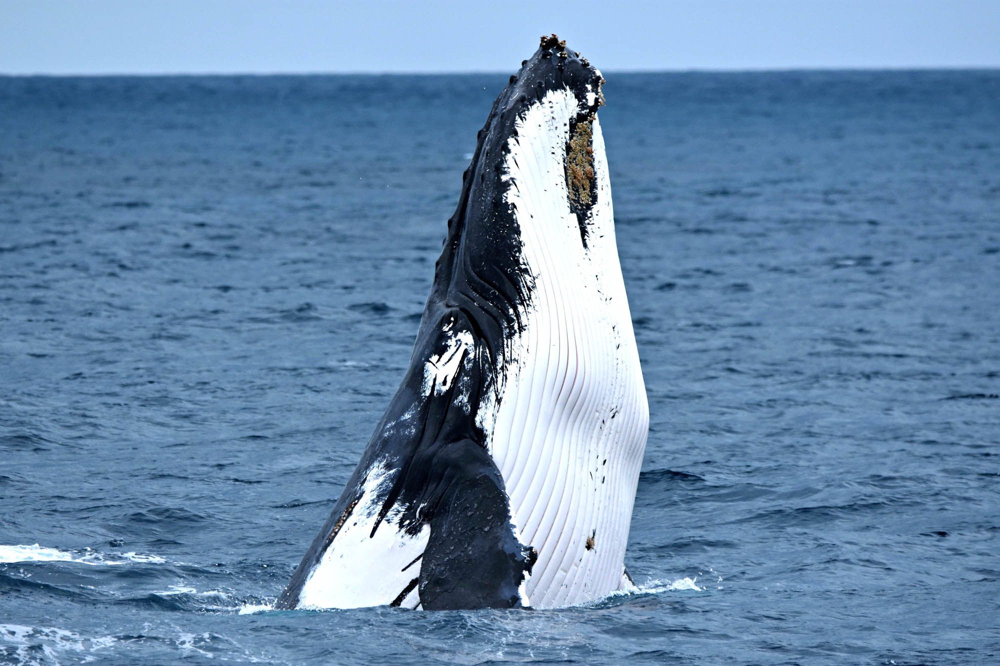 Species Spotlight - Humpback Whales | Whale Watch Western Australia