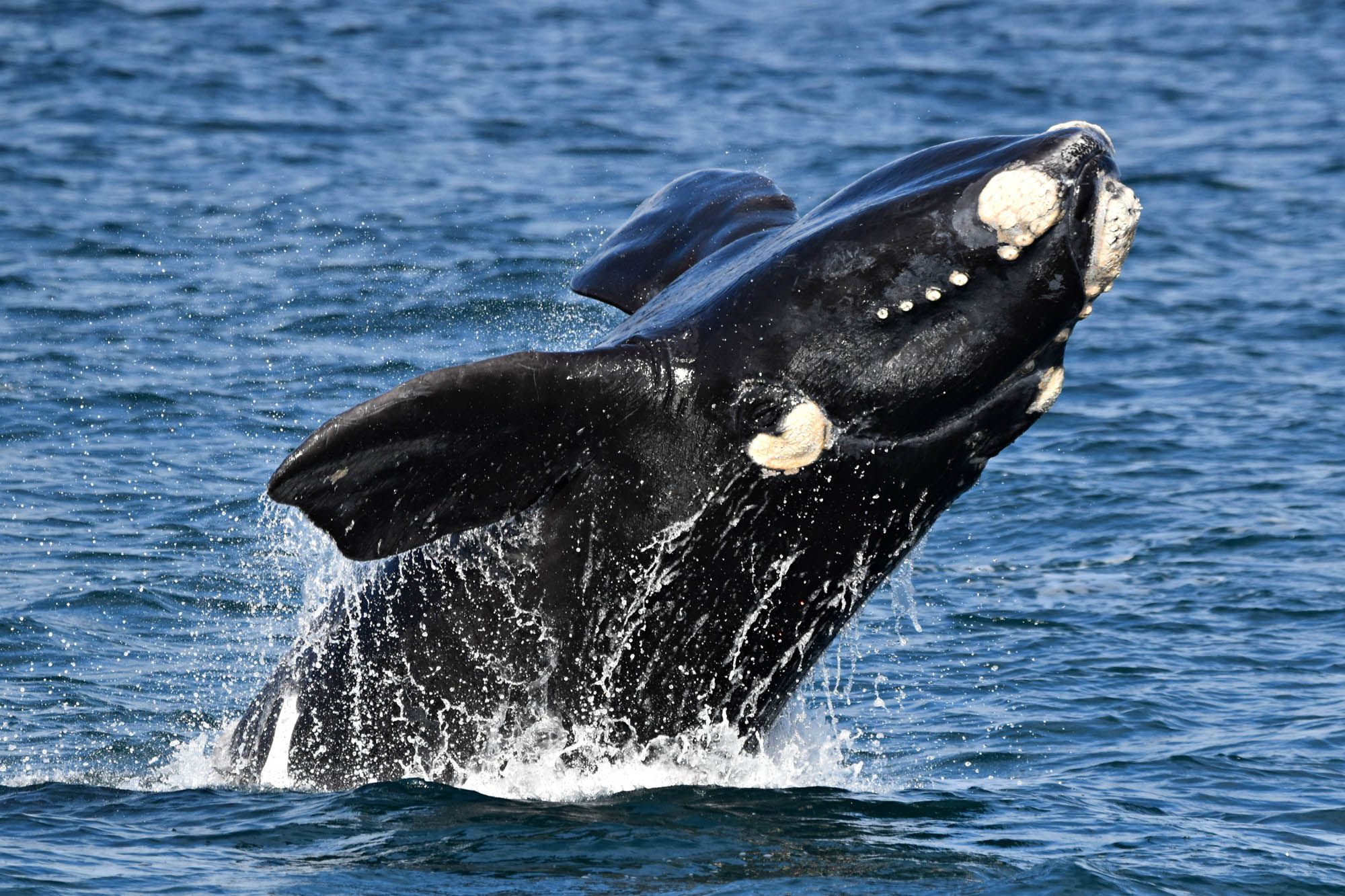 Species Spotlight - Southern Right Whale | Whale Watch Western Australia