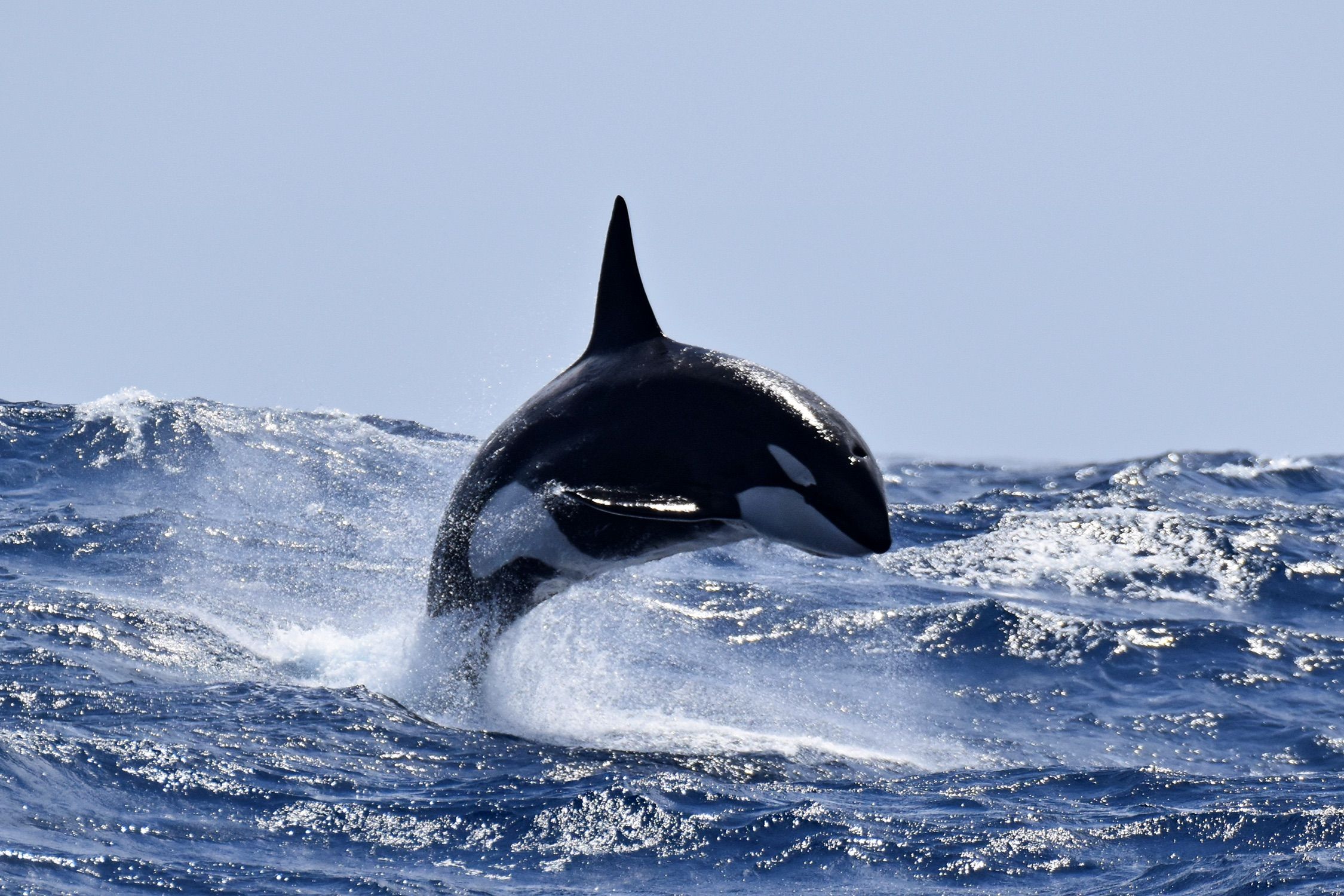 Bremer Bay Orcas Tours | Whale Watch Western Australia