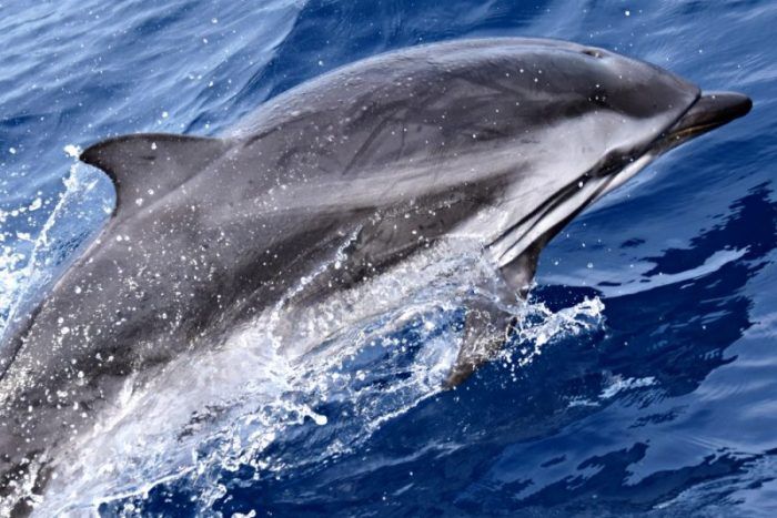 Species Spotlight - Striped Dolphin | Whale Watch Western Australia