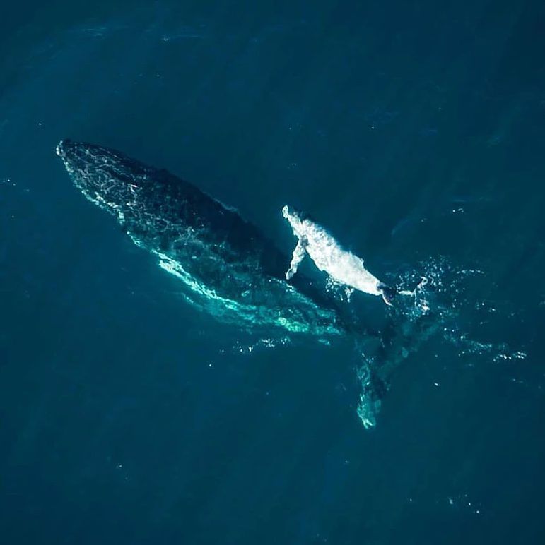 Humpback Calf born in Flinders Bay Arrives in Ningaloo Reef | Whale ...