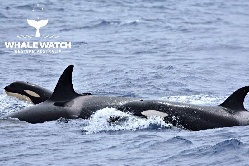 Bremer Bay Orca Sunday Feast | Whale Watch Western Australia