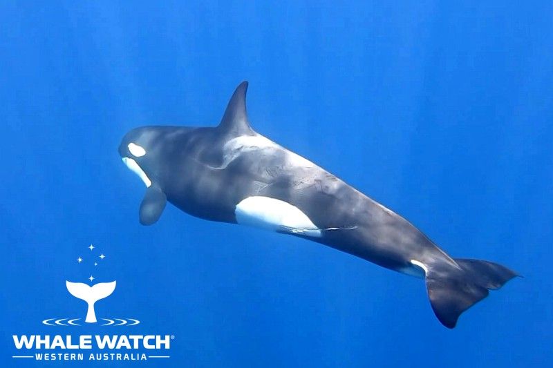 Bremer Canyon Orca Experience | Whale Watch Western Australia