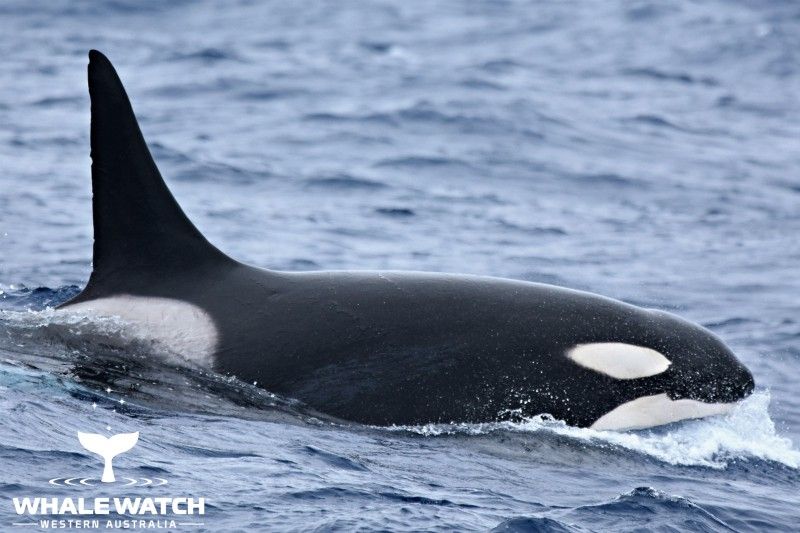 How Do Killer Whales (Orca) Sleep? | Whale Watch Western Australia