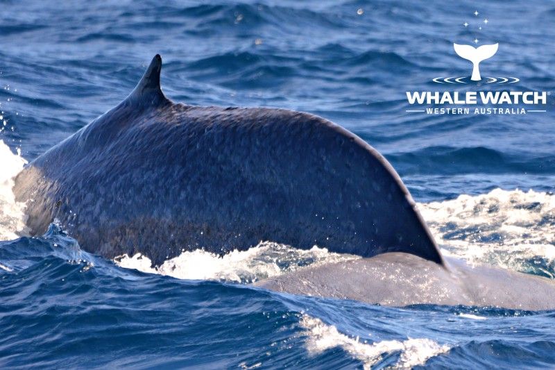 Blue Whale 2 | Whale Watch Western Australia