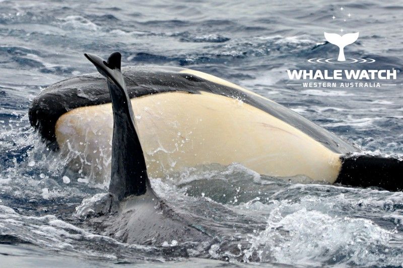 Language of The Orca | Whale Watch Western Australia