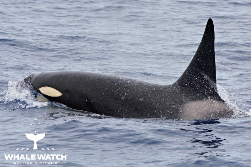 Marching Orca from Bremer Bay | Whale Watch Western Australia