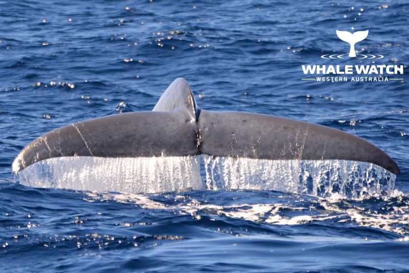 Perth Canyon Blue Whale Season 2019 | Whale Watch Western Australia