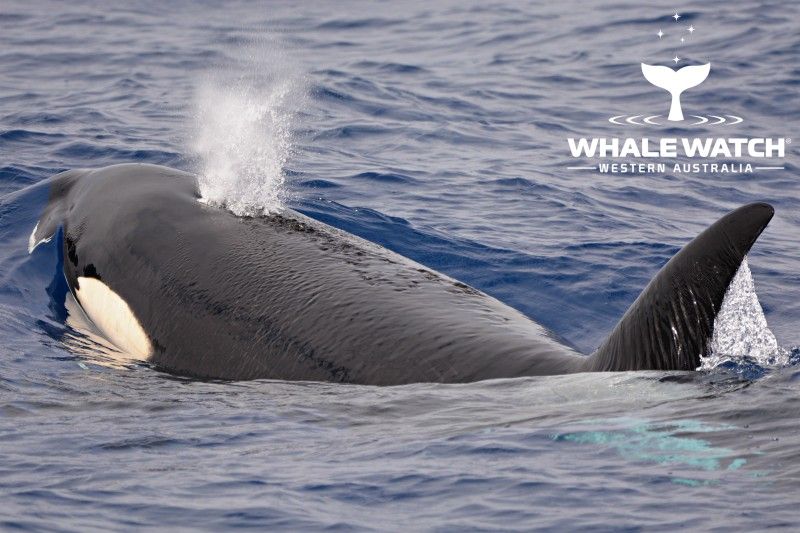 The Apex Predators of Bremer Bay | Whale Watch Western Australia