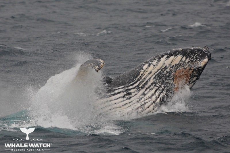 Breaching in the Rain | Whale Watch Western Australia