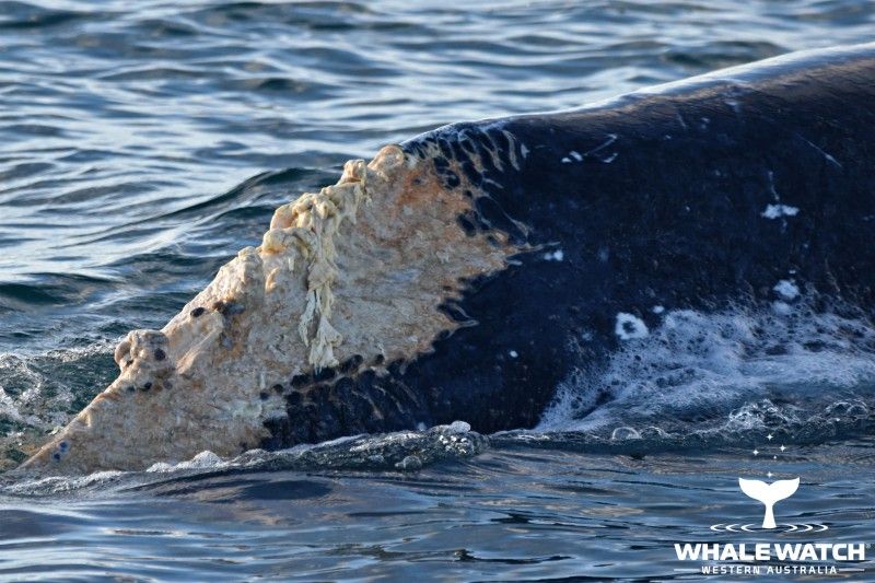 Humpback Survives Killer Whale Attack | Whale Watch Western Australia