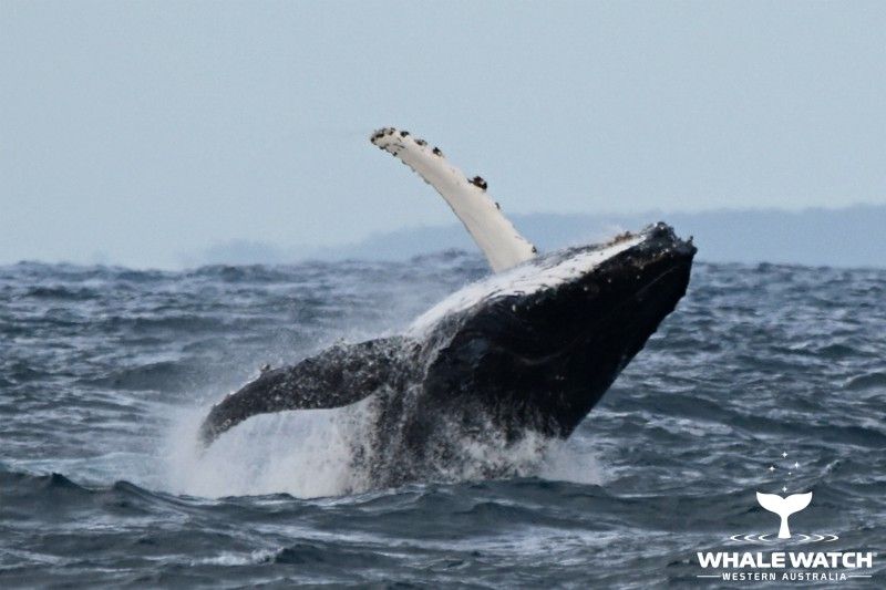 Whale Watch Alliance | Whale Watch Western Australia