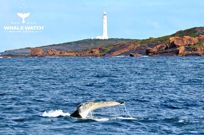 Augusta Lighthouse Whales | Whale Watch Western Australia