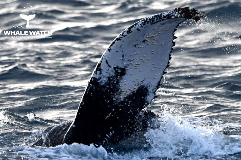 Tales of a Competition Pod | Whale Watch Western Australia
