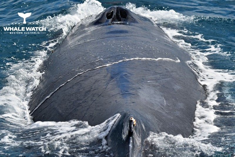 Fat Humpback Whales | Whale Watch Western Australia