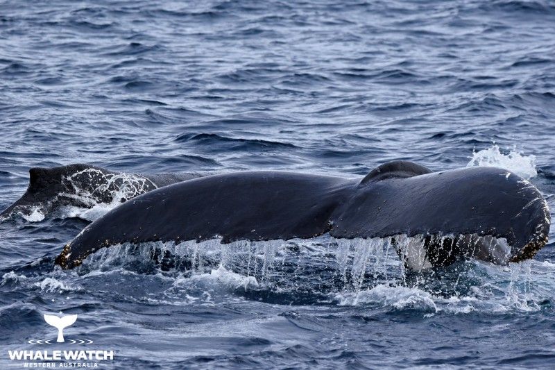 Humpback Whale Migration Mode | Whale Watch Western Australia