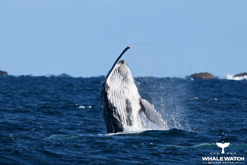 Social Humpback Pod | Whale Watch Western Australia