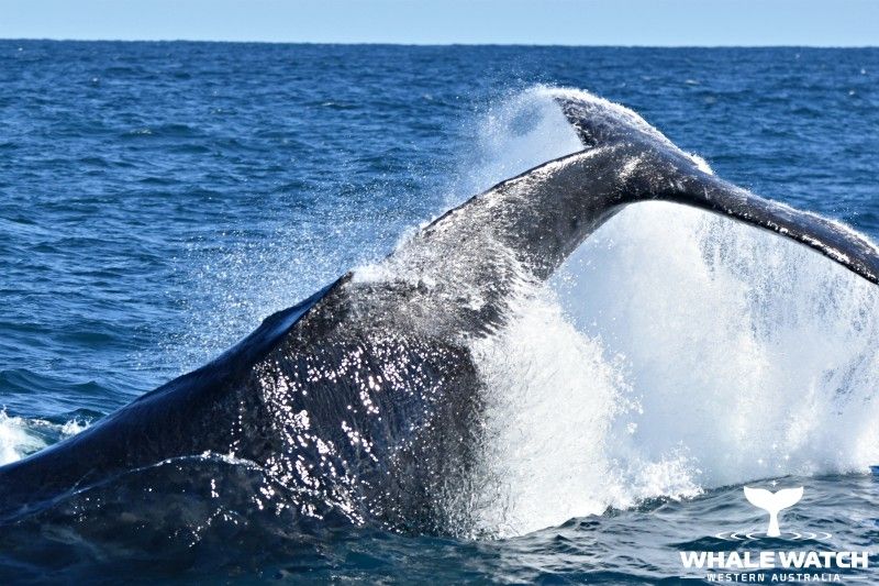 WA Humpback Highway | Whale Watch Western Australia