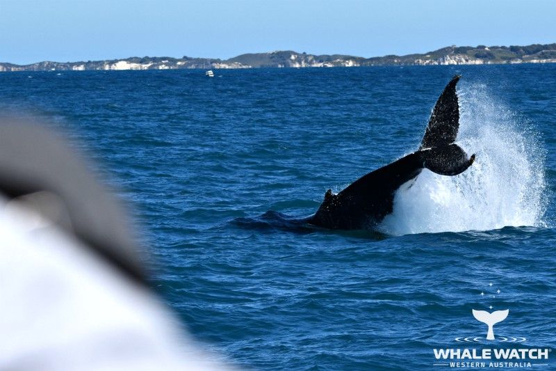 Whale Watching Perth | Whale Watch Western Australia