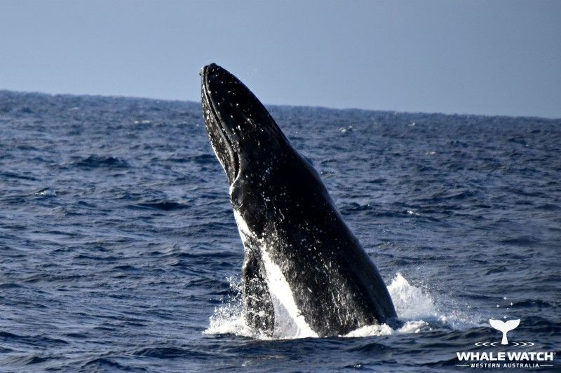 Busselton Jetty Whale Watching | Whale Watch Western Australia