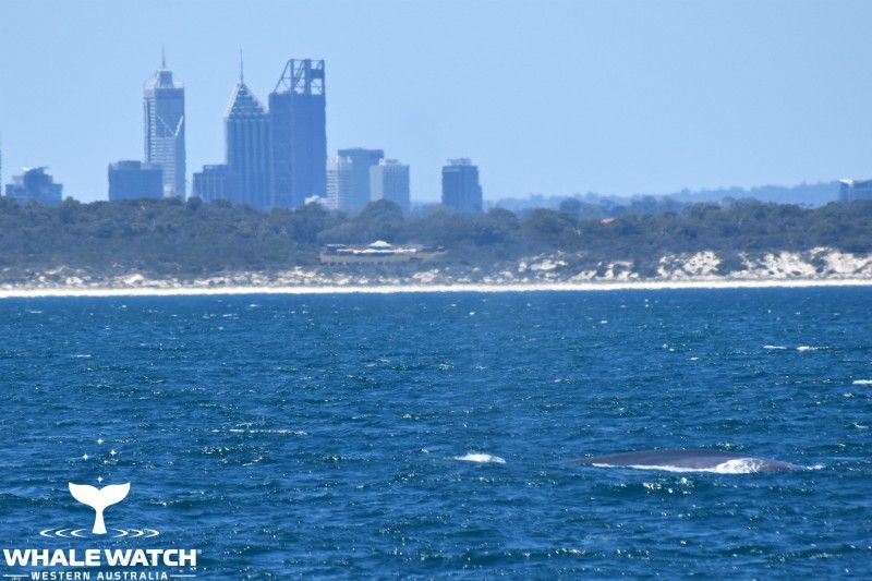 Perth City Blue Whales | Whale Watch Western Australia