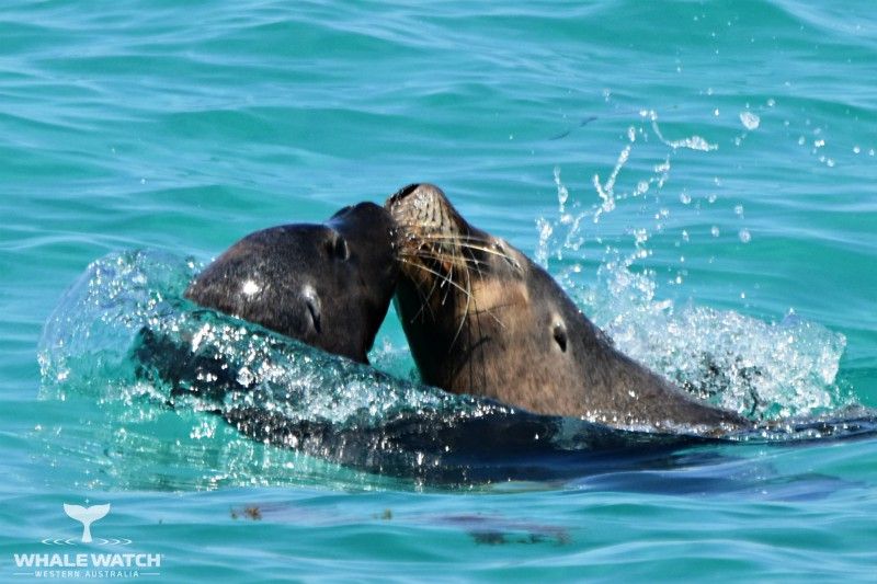 Perth Sea Lion | Whale Watch Western Australia