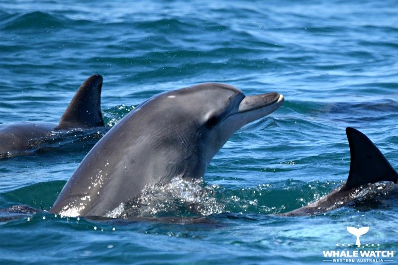 Perth Wildlife Experience | Whale Watch Western Australia