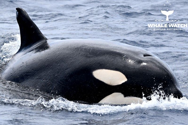 Orca Matriarchs in the Patch | Whale Watch Western Australia