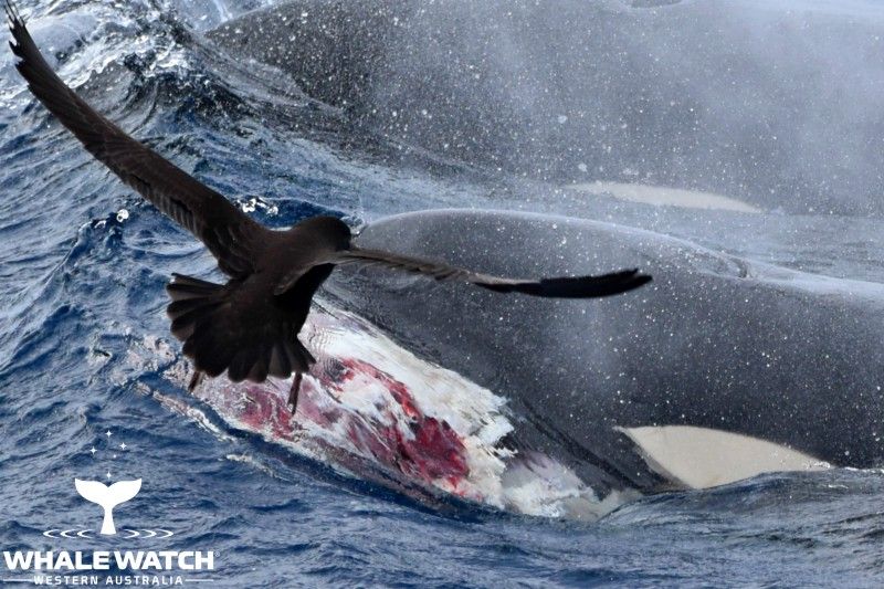 Squid Slicks | Whale Watch Western Australia