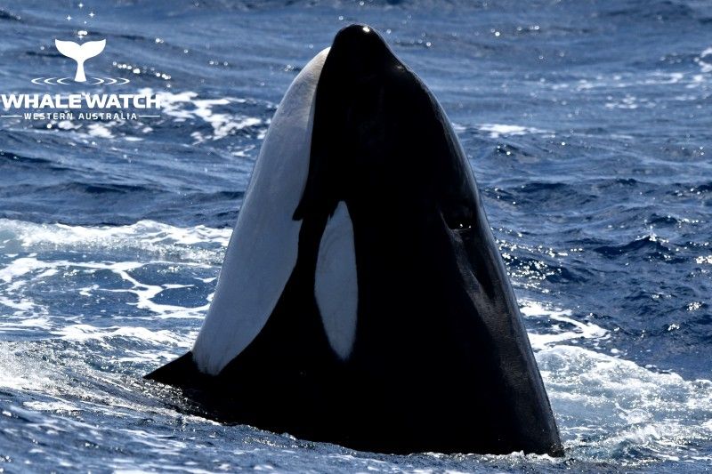 Why Do Killer Whales Spyhop? | Whale Watch Western Australia