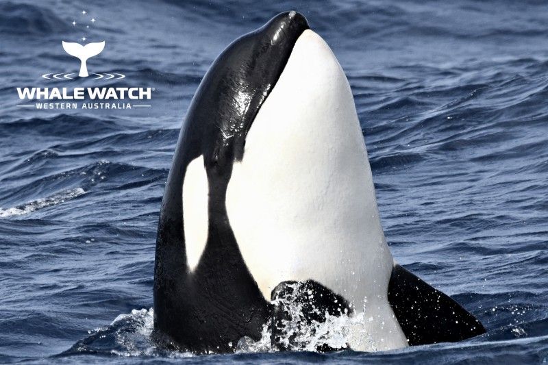 Live and Active Orca Feeding | Whale Watch Western Australia